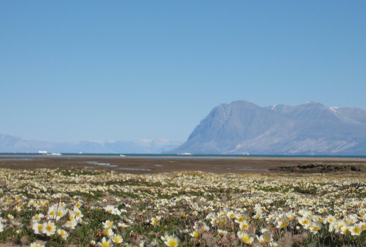 Uncovering the unknown—climate interactions in a changing arctic tundra