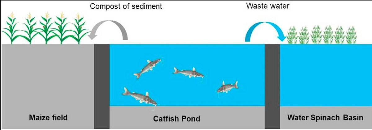 Recycling of aquaculture wastewater and sediment for sustainable corn ...