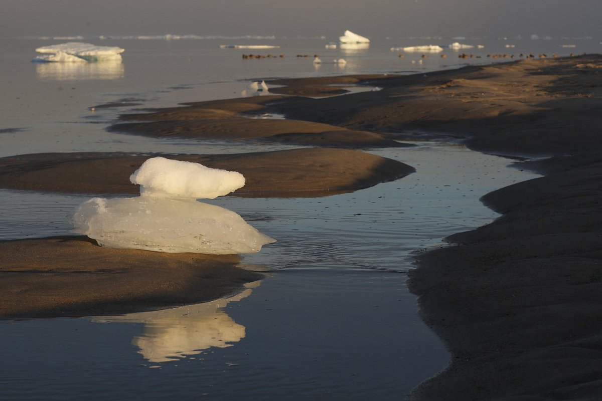 Greenland Tidal Pools as Hot Spots for Ecosystem Metabolism and ...
