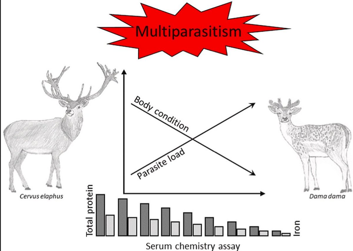 Estimating parasite-condition relationships and potential health ...