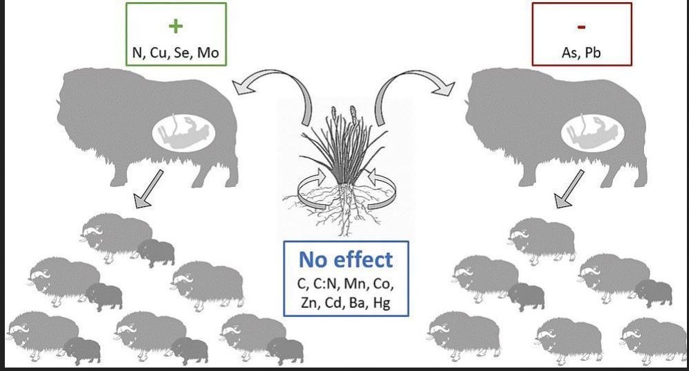 Geochemical landscapes as drivers of wildlife reproductive success ...