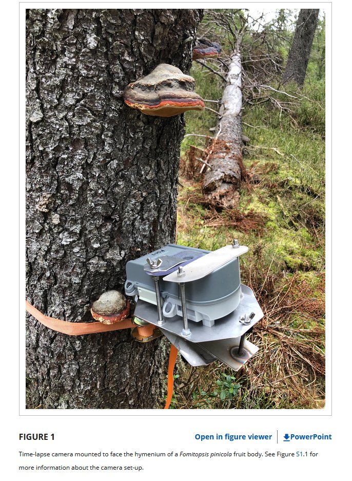 Quantification of invertebrates on fungal fruit bodies by the use of ...