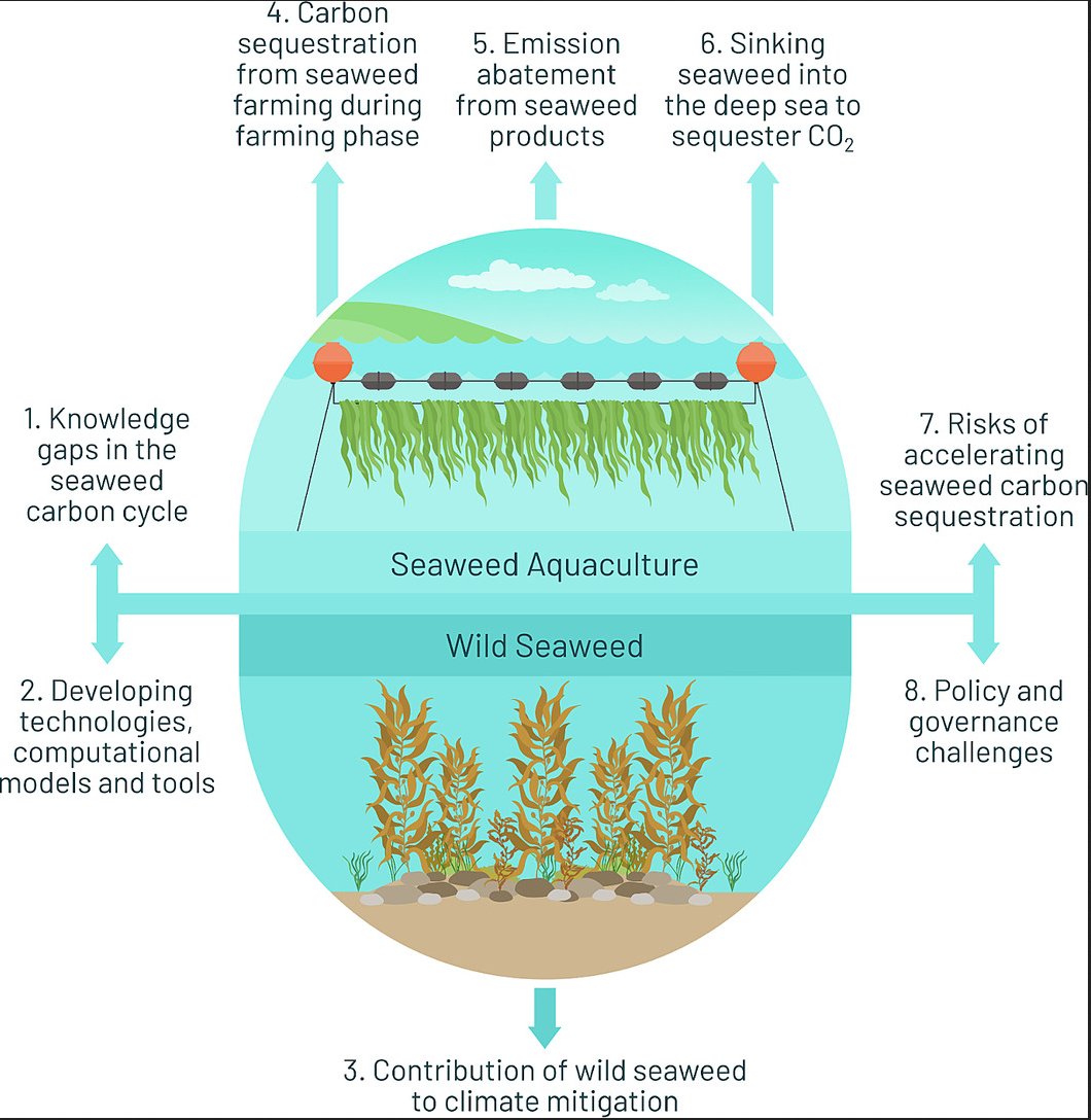 Potential role of seaweeds in climate change mitigation